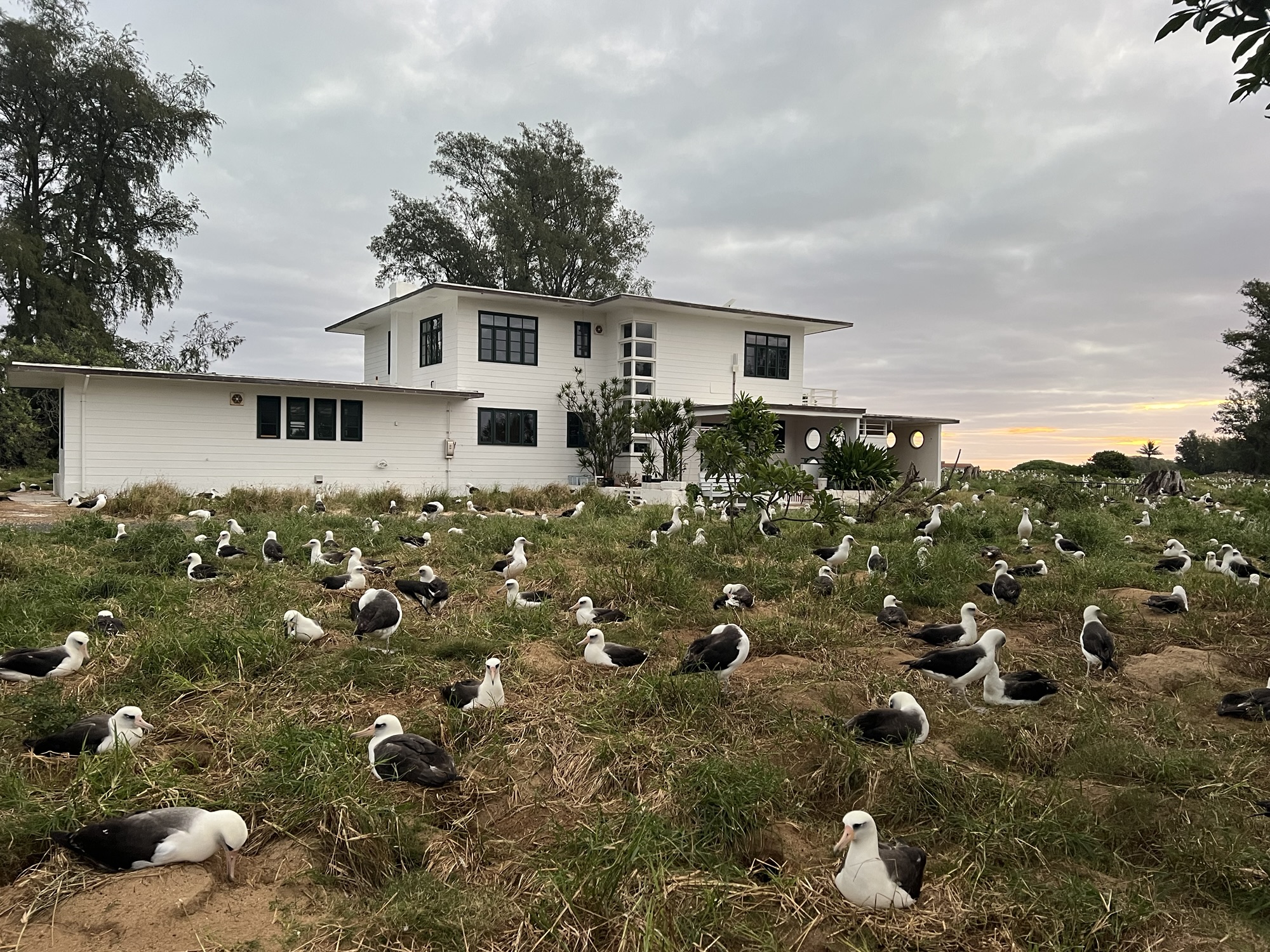 Mele Kalikimaka from Midway aka Kuaihelani aka Pihemanu | Kauai Greenhorn